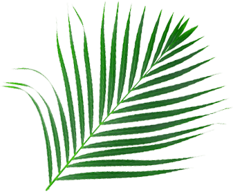 Home - SlimFastDrops.pk